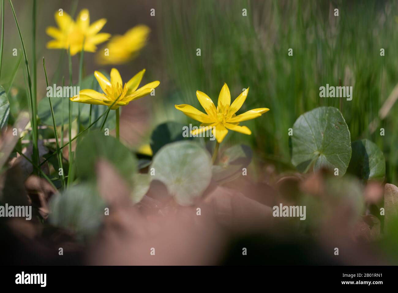 lesser celandine, fig-root butter-cup (Ranunculus ficaria, Ficaria ...