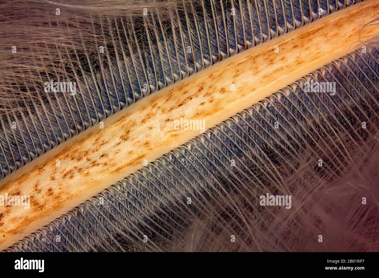 Microscopic shot hi-res stock photography and images - Alamy