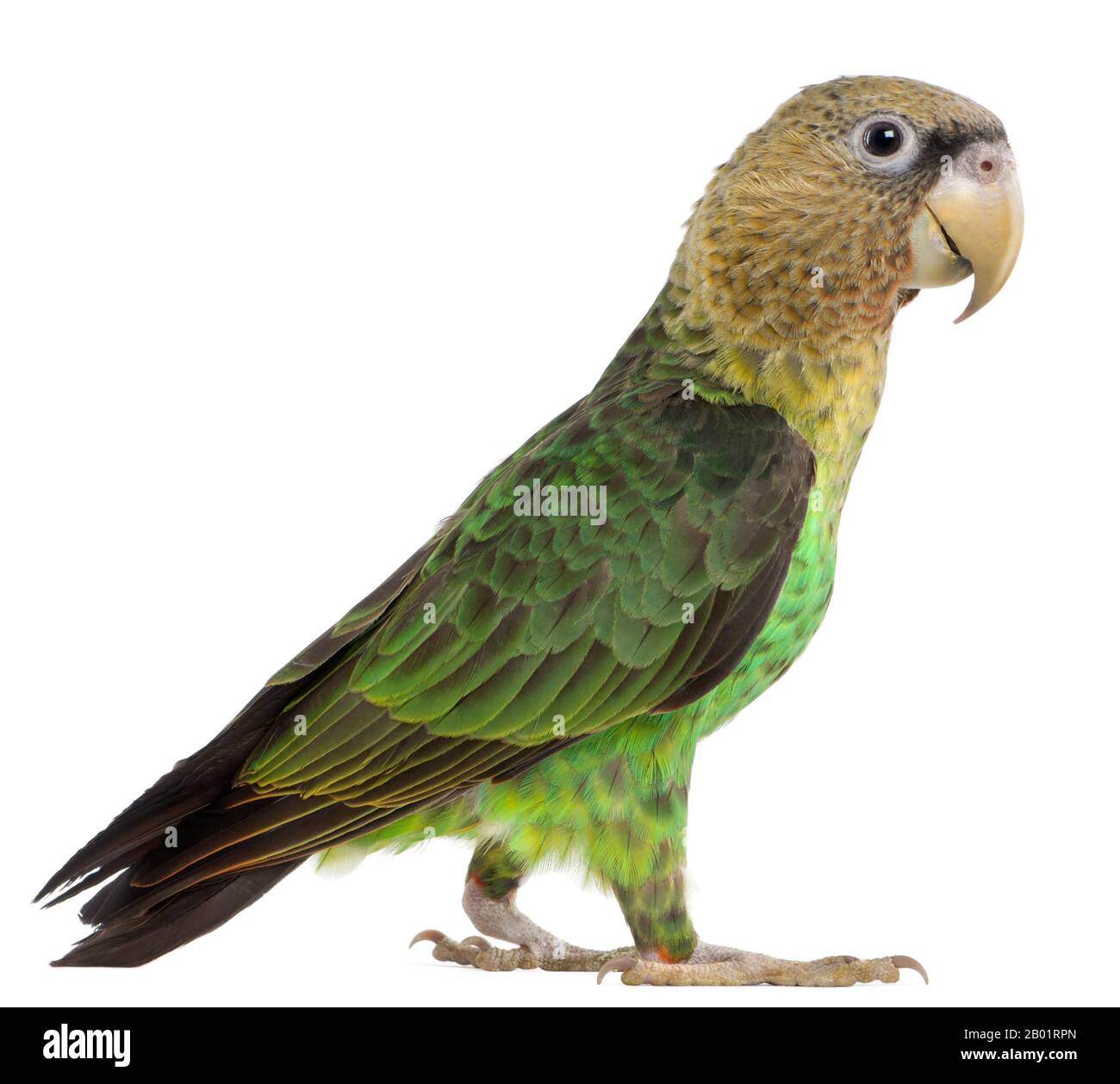 Cape Parrot, Poicephalus robustus, 1 year old, in front of white ...