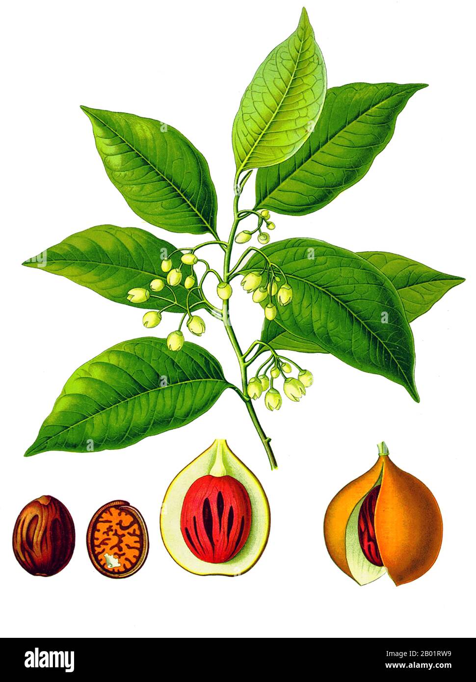 1833 botany botany Cut Out Stock Images & Pictures - Alamy