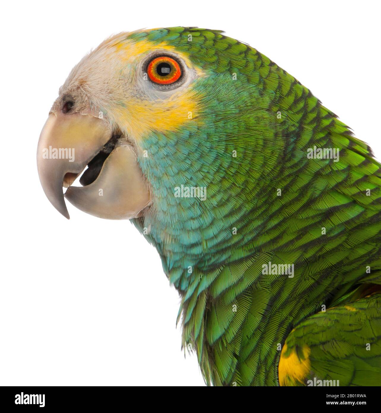 Close-up of Yellow-shouldered Amazon, Amazona barbadensis, in front of ...