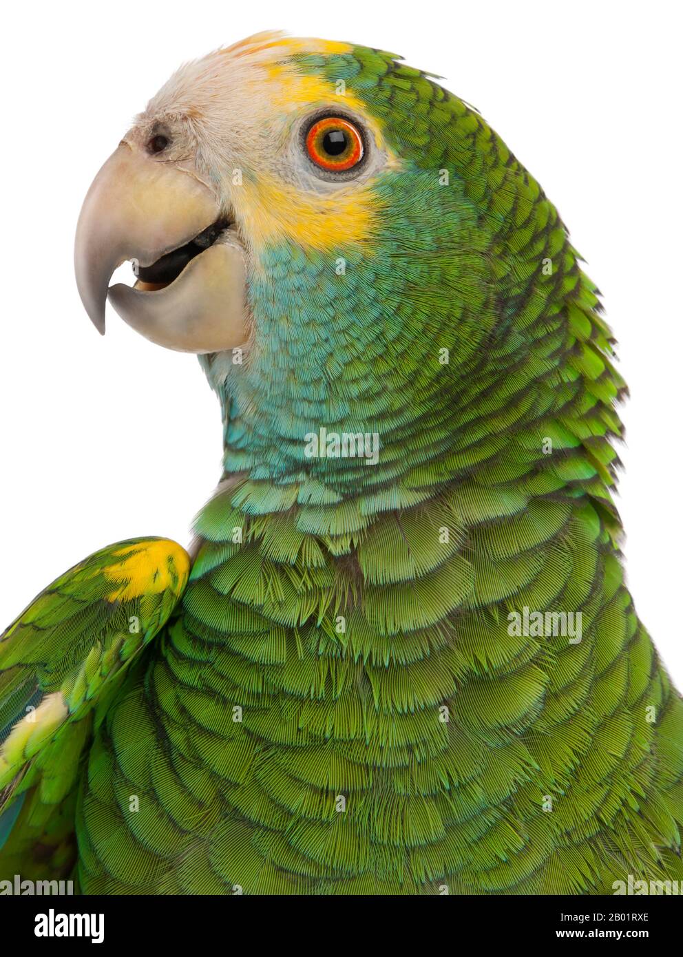 Close-up of Yellow-shouldered Amazon, Amazona barbadensis, in front of ...