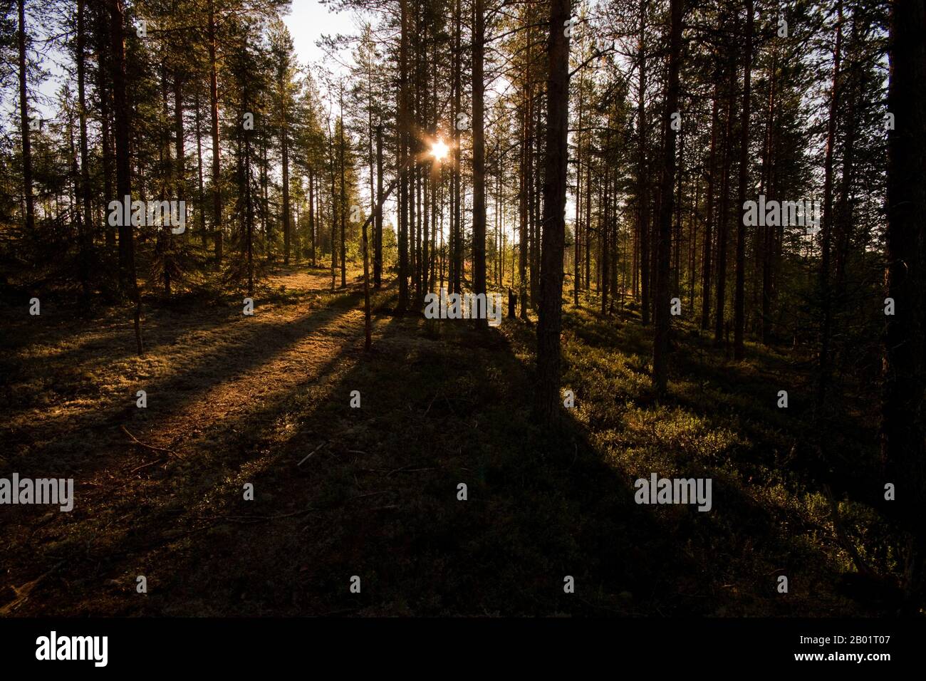 Taiga Finland High Resolution Stock Photography and Images - Alamy