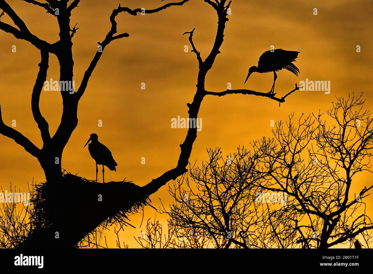 Stork nest hi-res stock photography and images - Alamy