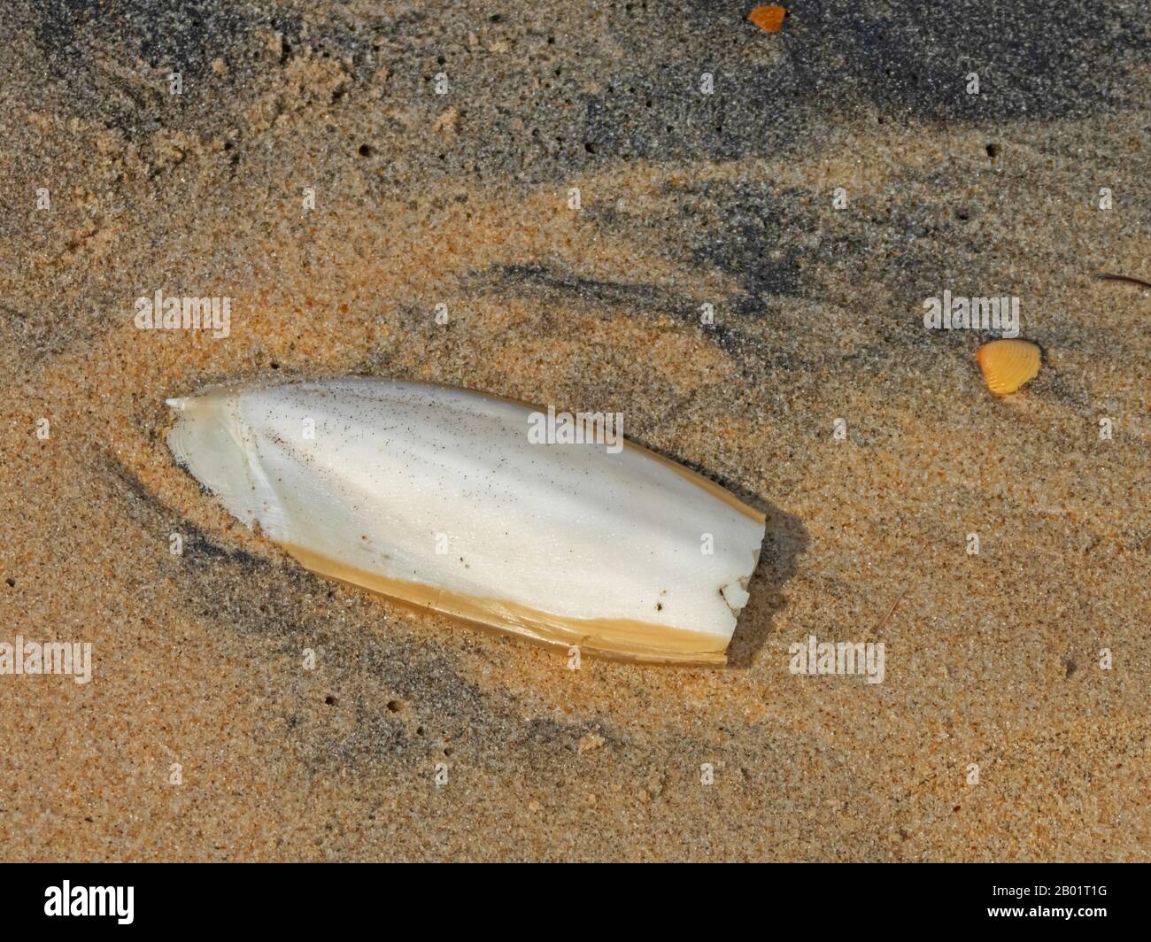 Cuttlebone on beach hi-res stock photography and images - Alamy