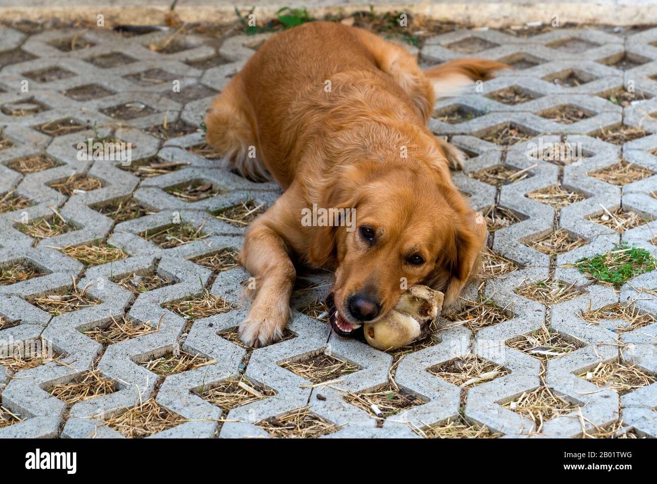 Golden puppy with a bone hi-res stock photography and images - Alamy