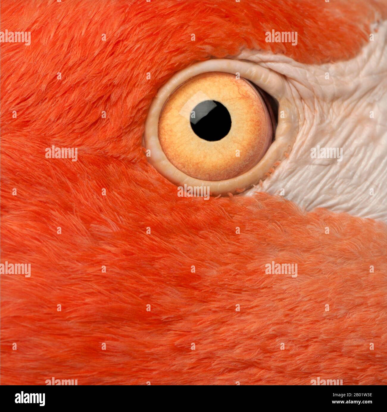 Flamingo eye hi-res stock photography and images - Alamy