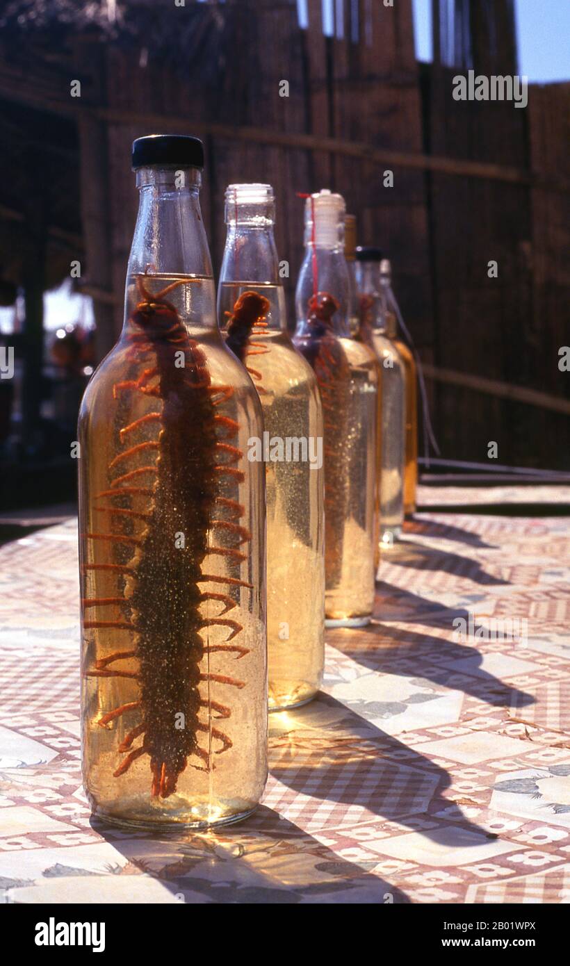 Centipedes arthropod hi-res stock photography and images - Alamy