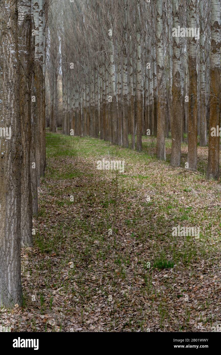 The poplars graphic hi-res stock photography and images - Alamy