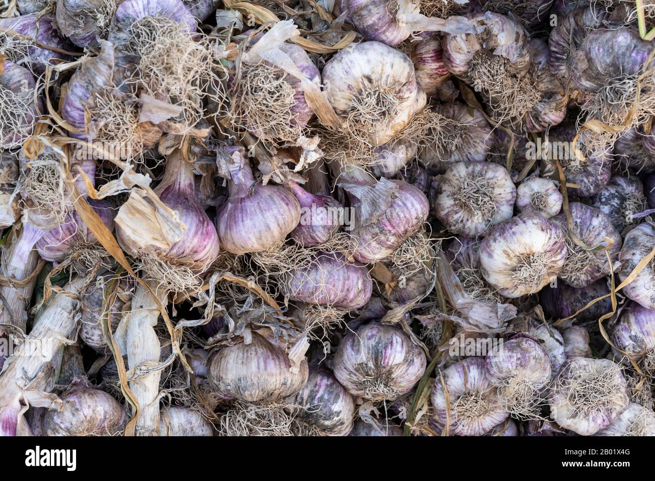 Iranian garlic hi-res stock photography and images - Alamy