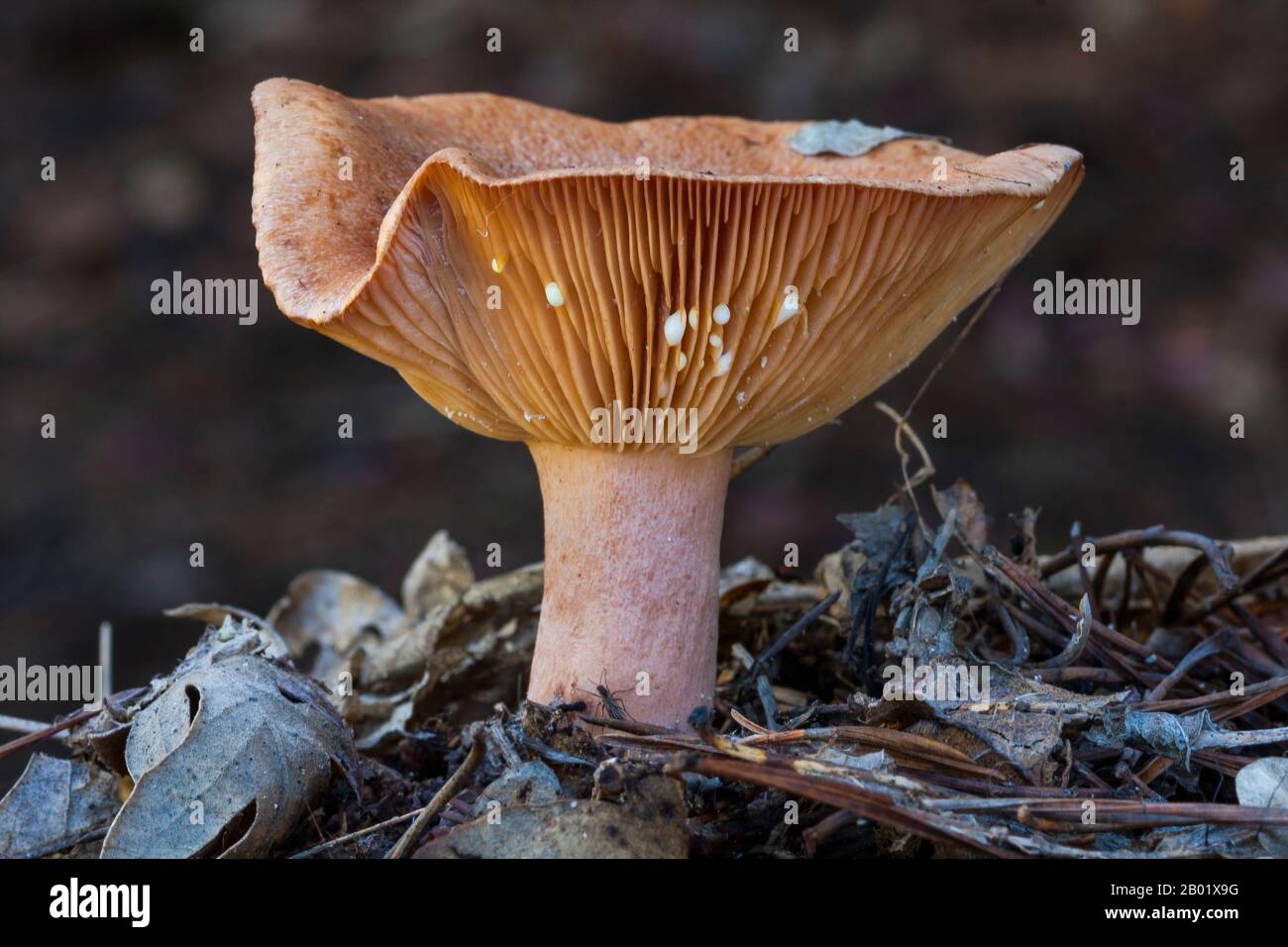 Woolly milk cap hi-res stock photography and images - Alamy