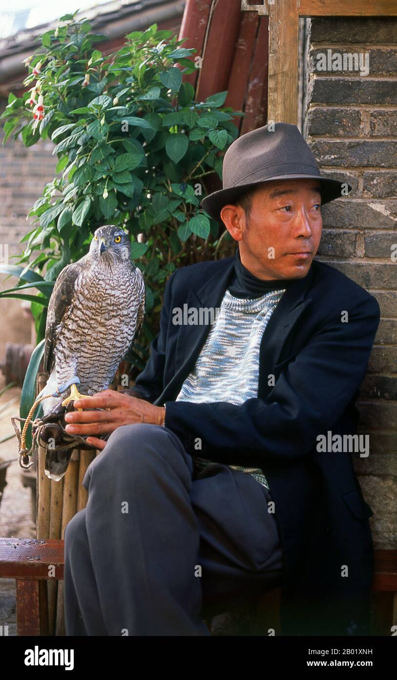 Chinese Goshawk High Resolution Stock Photography and Images - Alamy