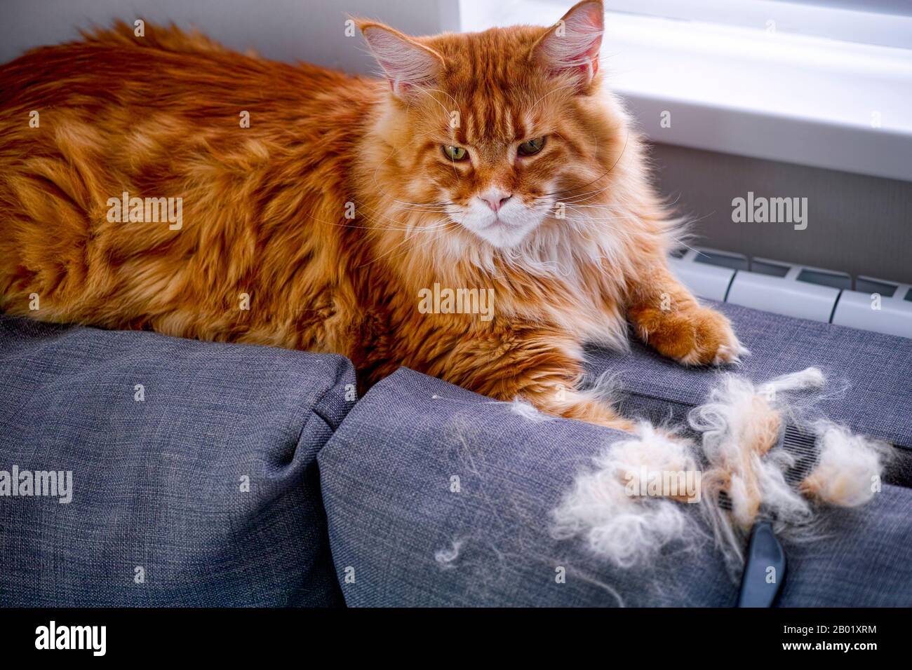 Ginger Maine Coon cat and comb with his fur lying on gray couch indoors ...