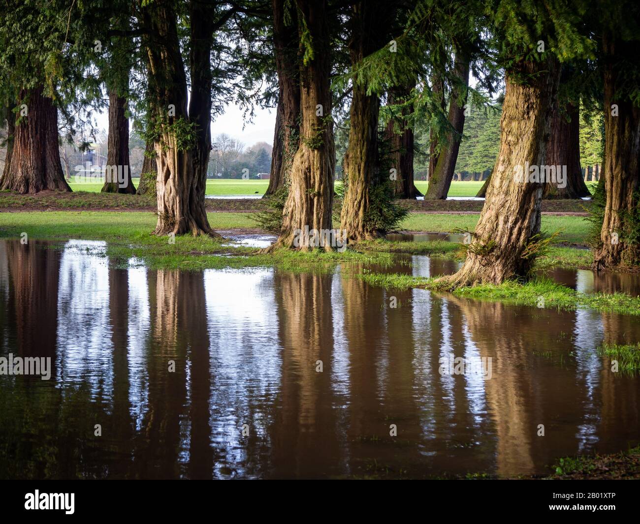 Forest waterlogged hi-res stock photography and images - Alamy