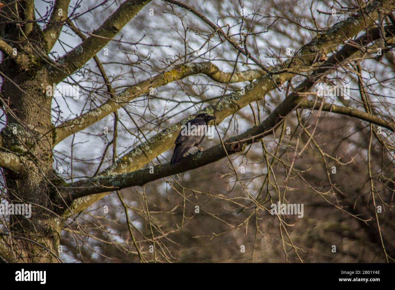 Bird on maple hi-res stock photography and images - Alamy