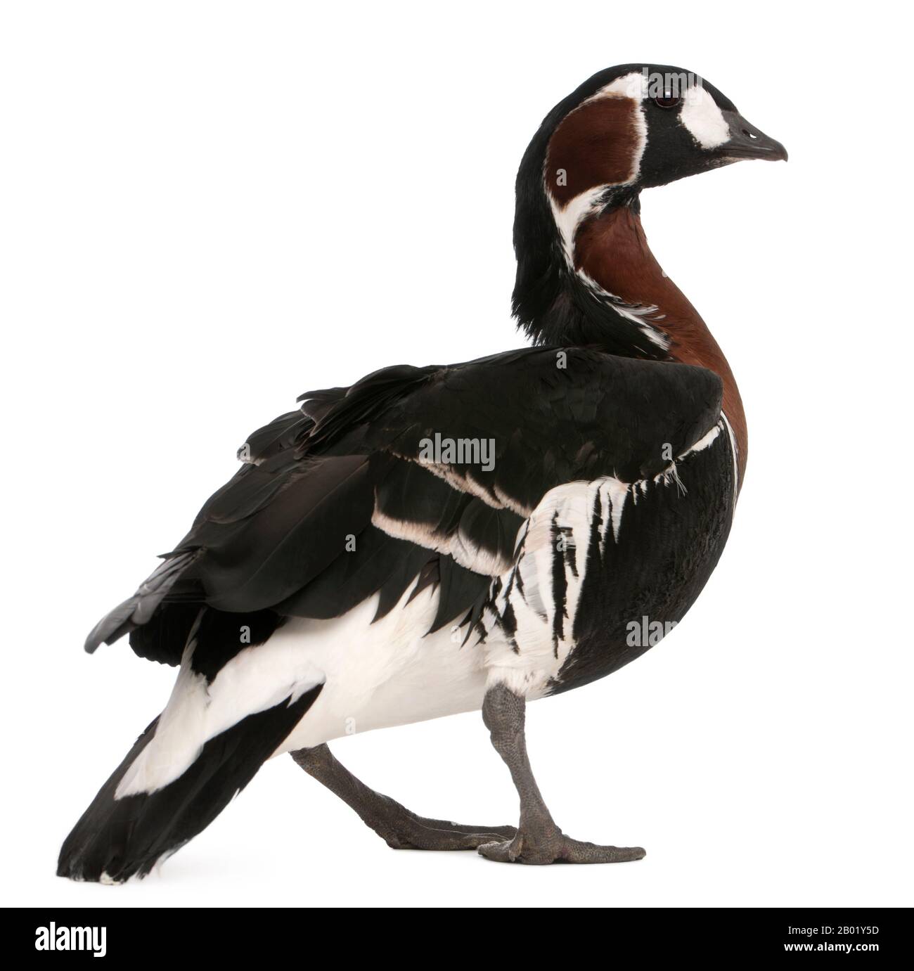 Red-breasted Goose, Branta ruficollis, 4 years old, in front of white ...