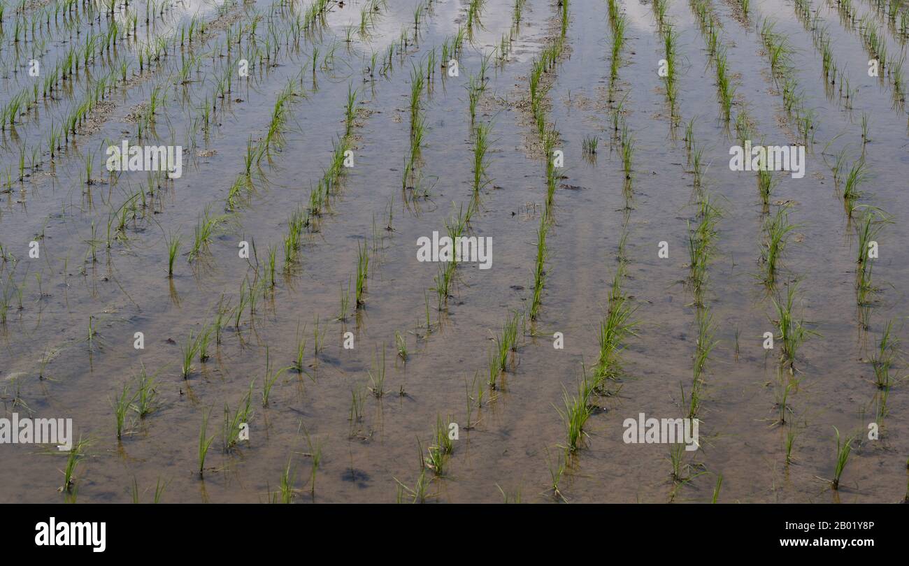 Iran rice irrigation hi-res stock photography and images - Alamy