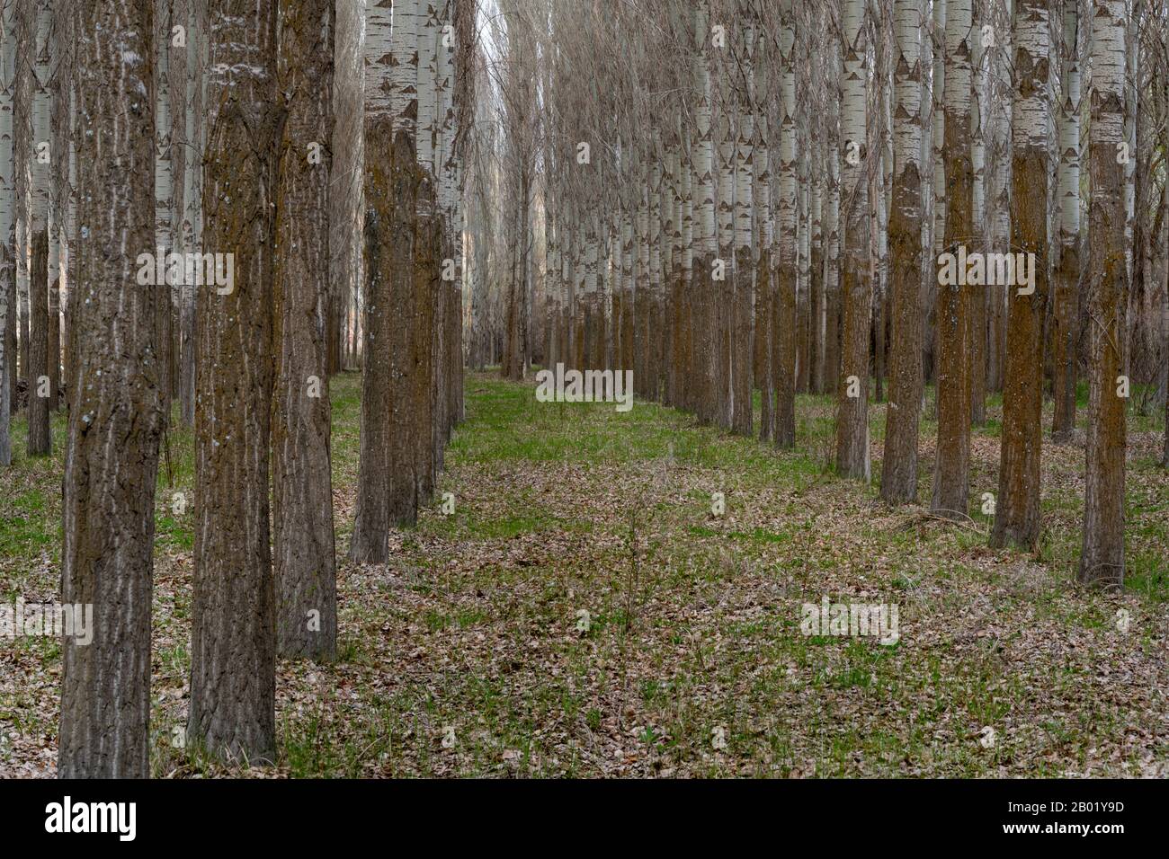 The poplars graphic hi-res stock photography and images - Alamy