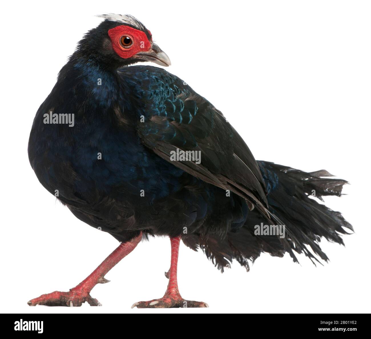 Edwards's Pheasant, Lophura edwardsi, standing in front of white ...