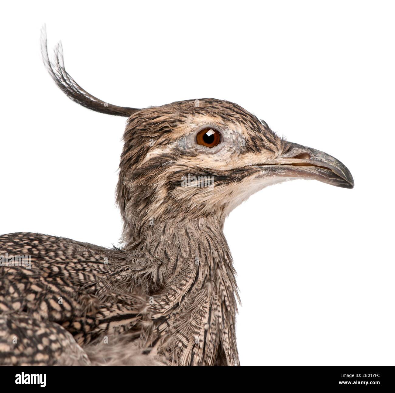 Tinamou hi-res stock photography and images - Alamy