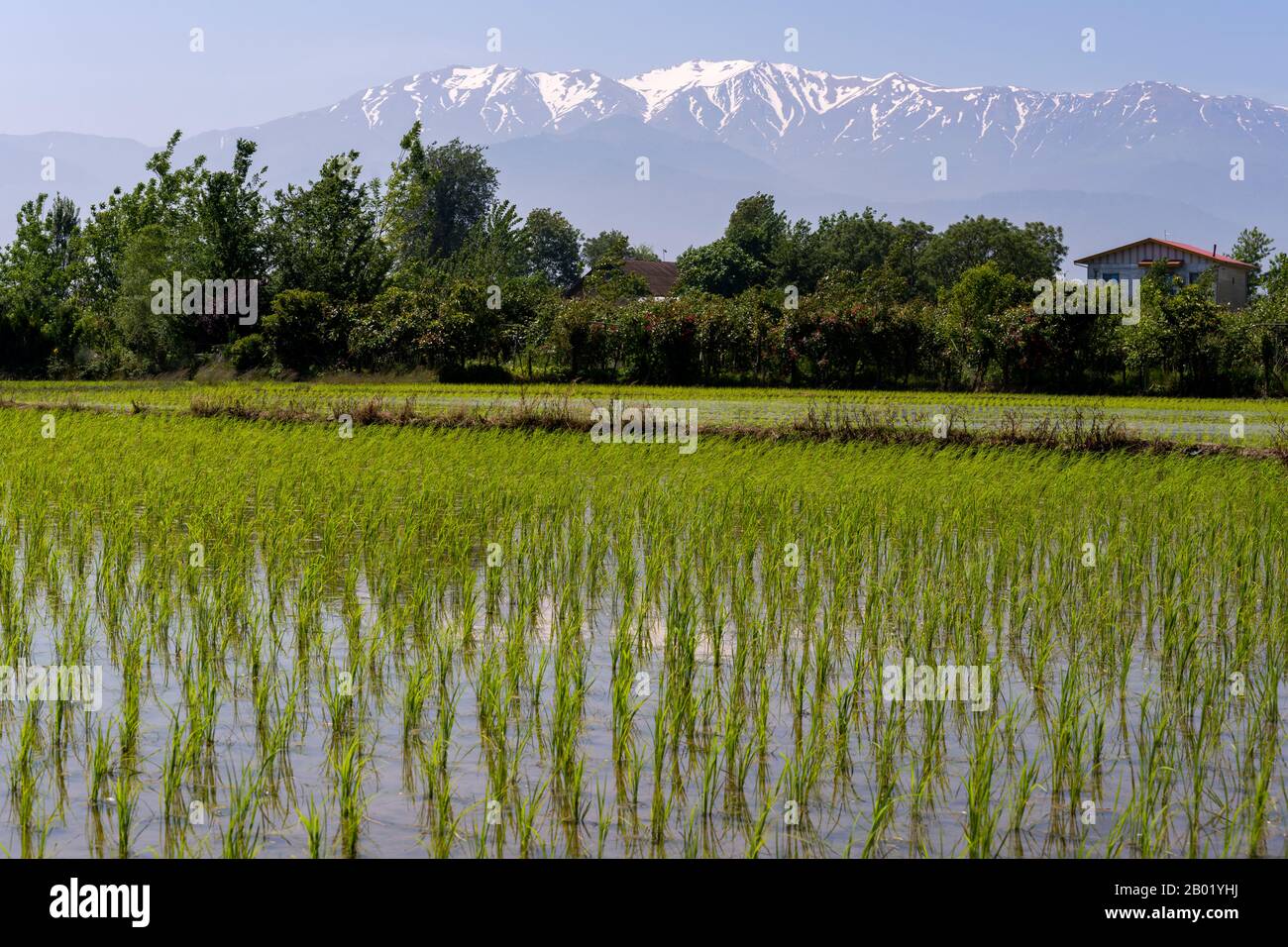 Rice fields in Lahijan in Iran with the mountains in the background and ...
