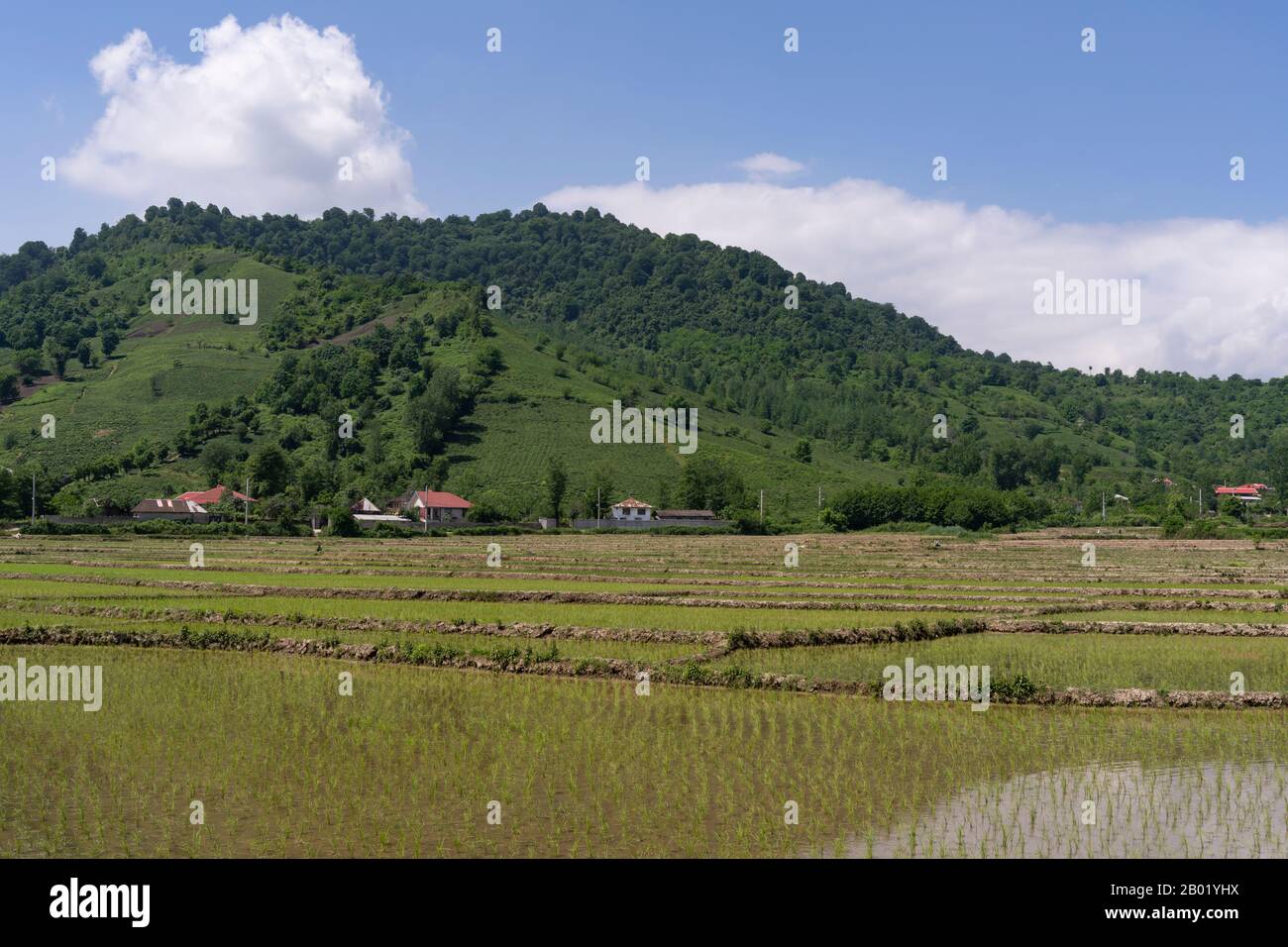 Rice fields in Pareh Sar in Iran with the mountains in the background ...
