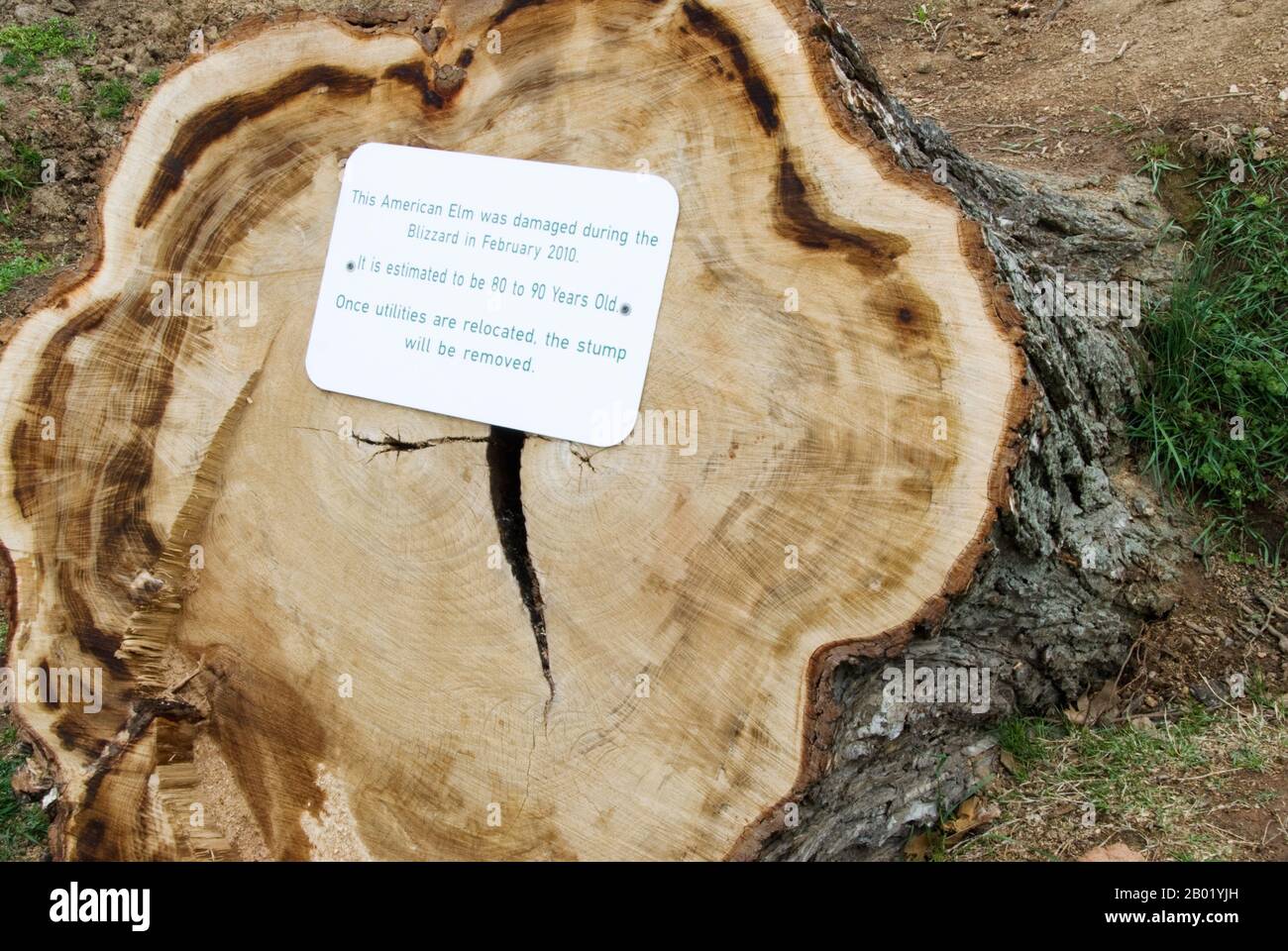 American Elm Tree High Resolution Stock Photography and Images - Alamy