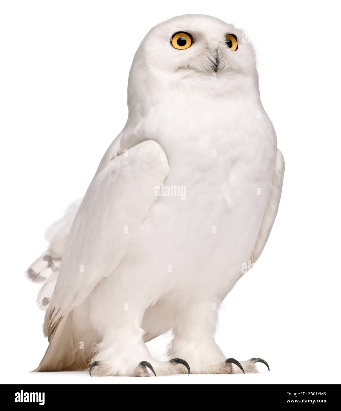 Male Snowy Owls