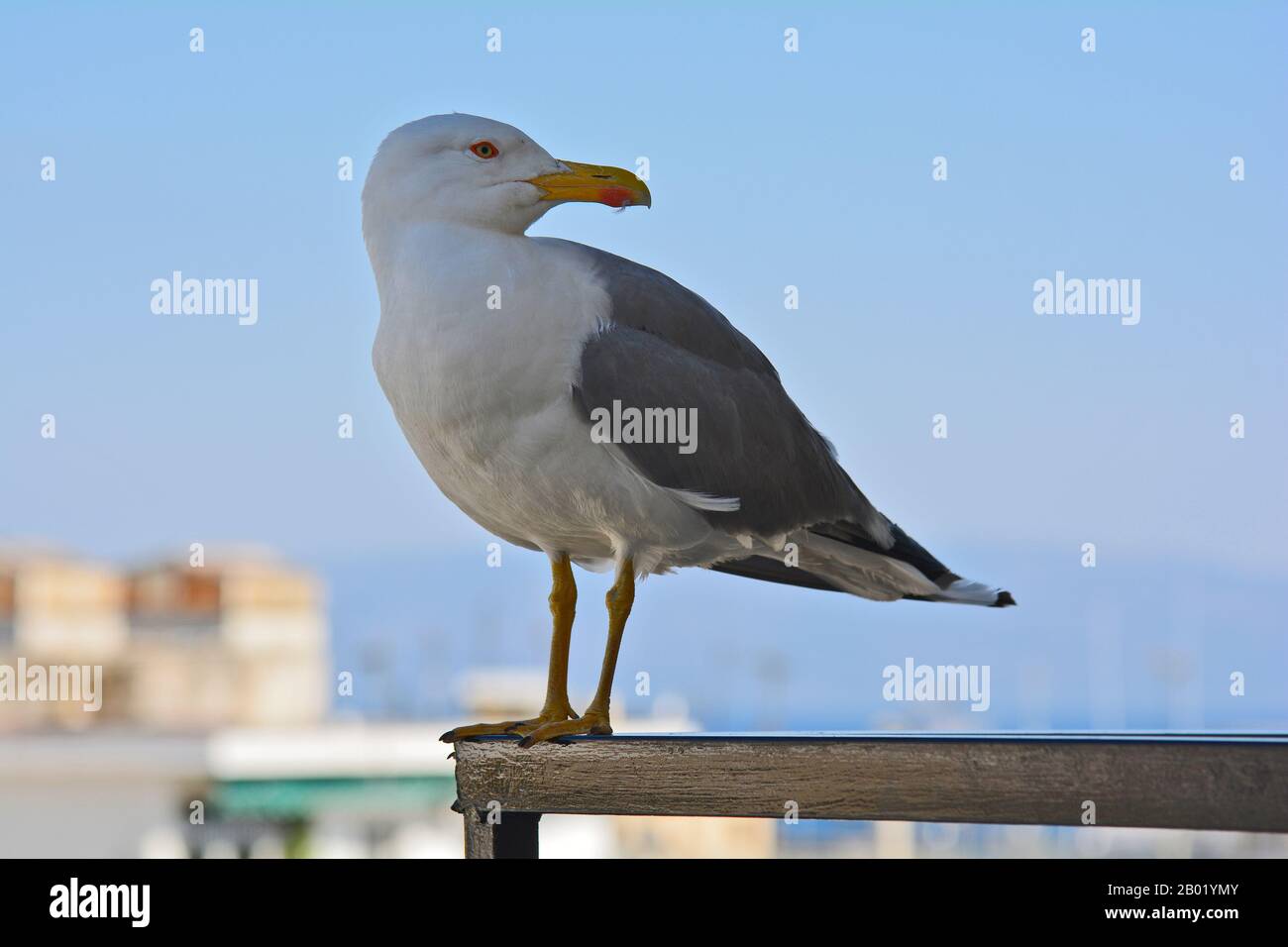 Gull of greece hi-res stock photography and images - Alamy