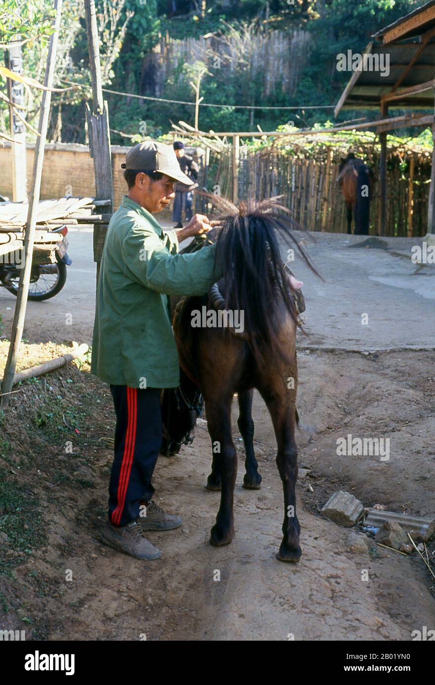 Photo of a mule hi-res stock photography and images - Alamy