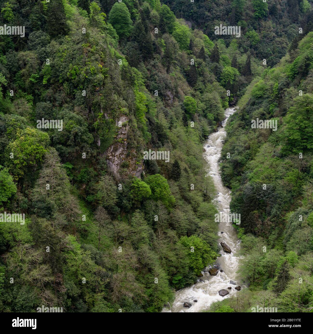 Springtime Forest in the valley of the Firtina river in the province of ...