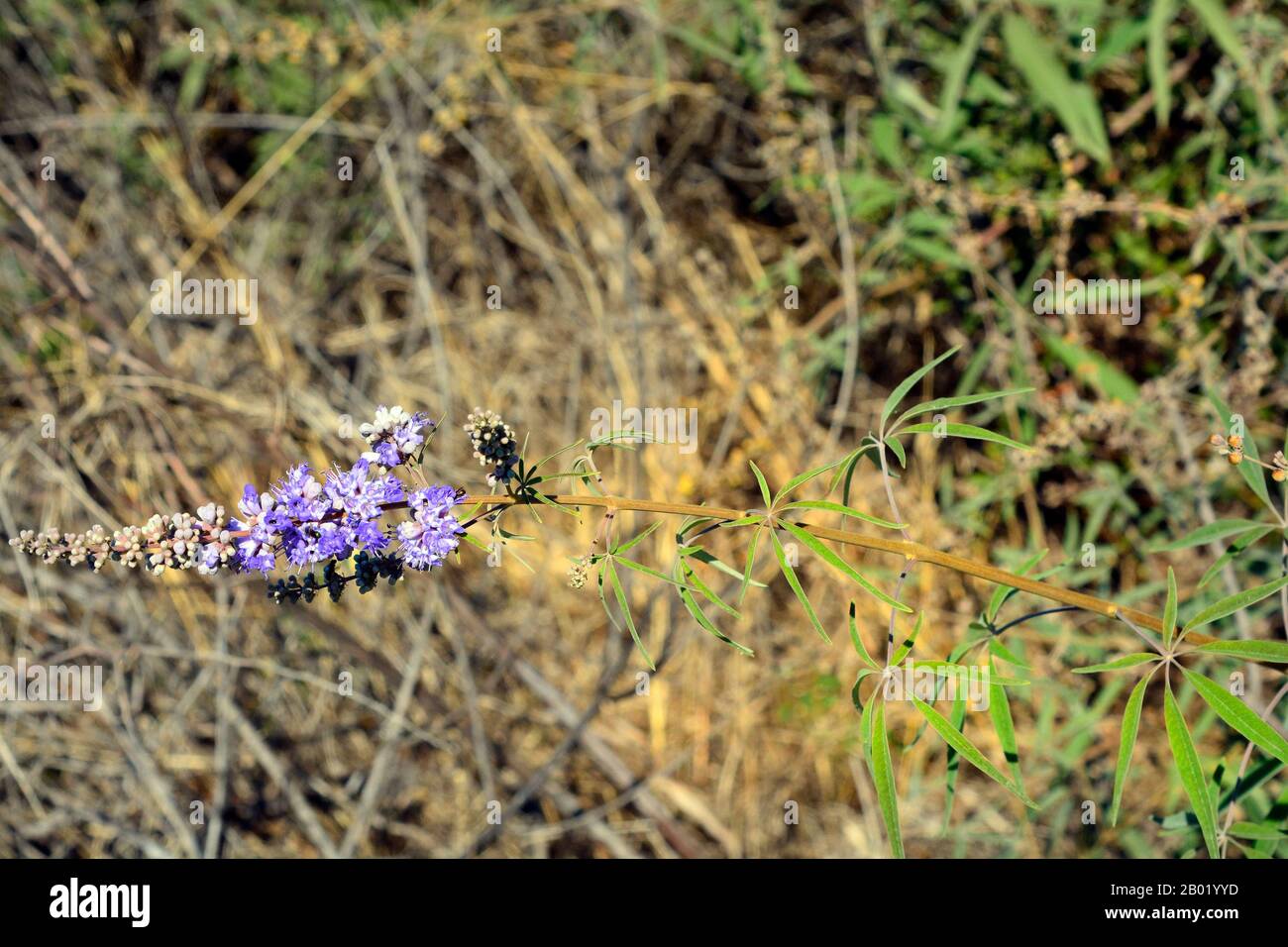 Greece, chaste tree aka monks pepper plant Stock Photo - Alamy