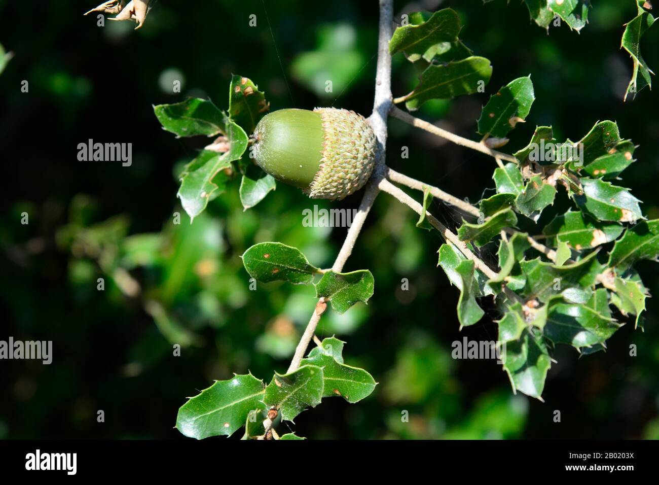 Greece, kermes oak Stock Photo - Alamy