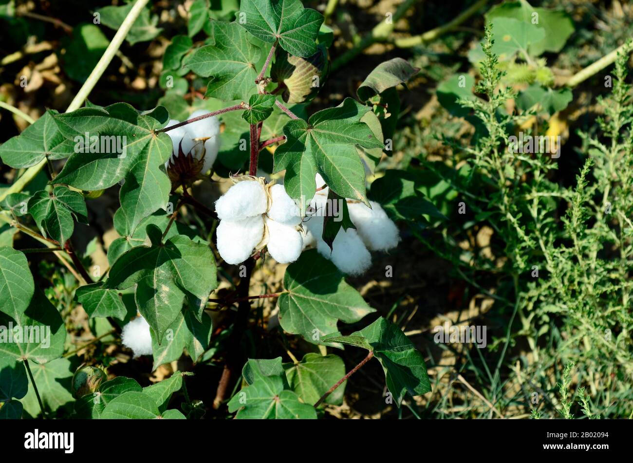 Cotton seeds hi-res stock photography and images - Alamy