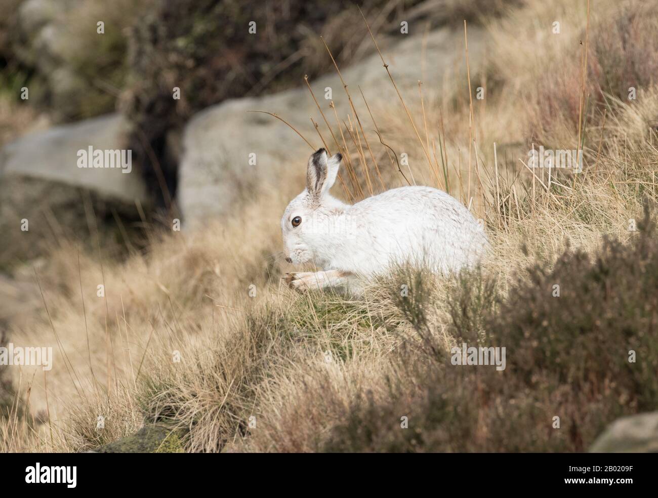 Hares dove stone hi-res stock photography and images - Alamy