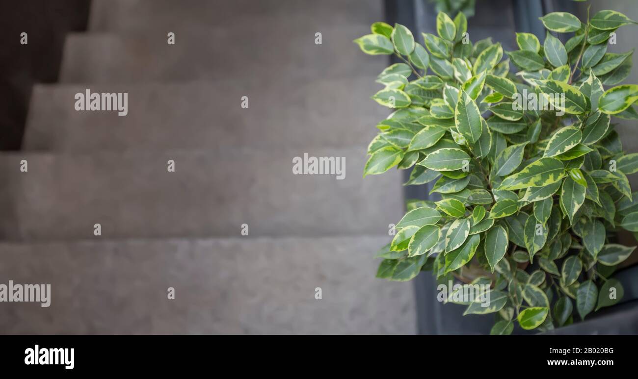 Decorative green tree branch near stairs, entrance to eco cafe Stock ...