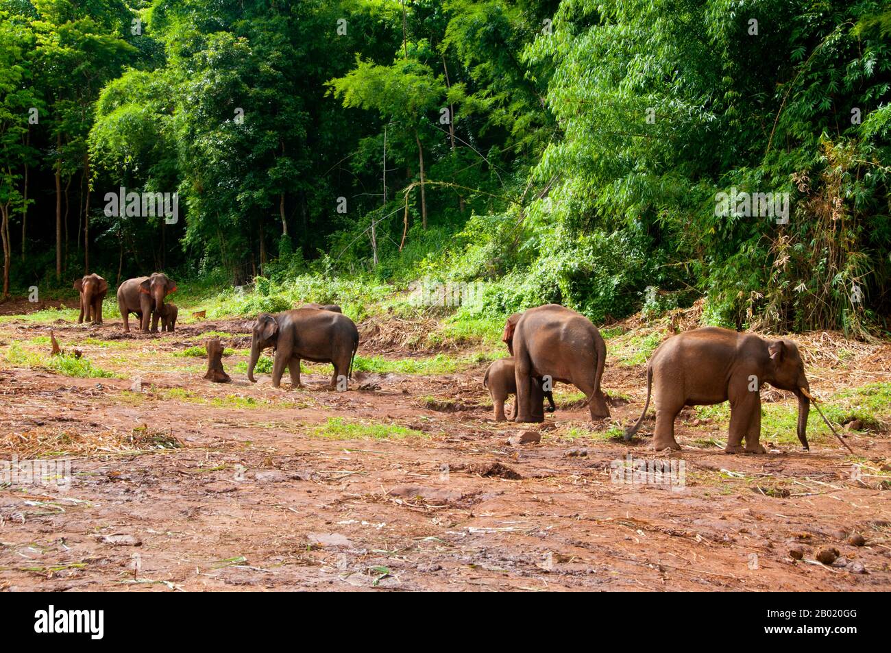 Thailand: Patara Elephant Farm, Chiang Mai Province The Asian or ...