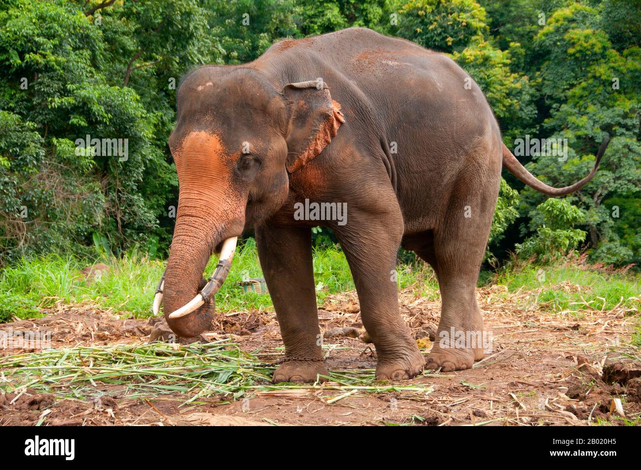 Elephants eating farm hi-res stock photography and images - Alamy