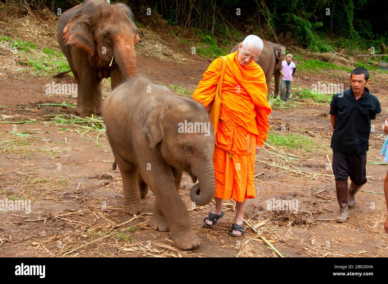 Thailand: Buddhist monk and baby elephant at the Patara Elephant Farm ...