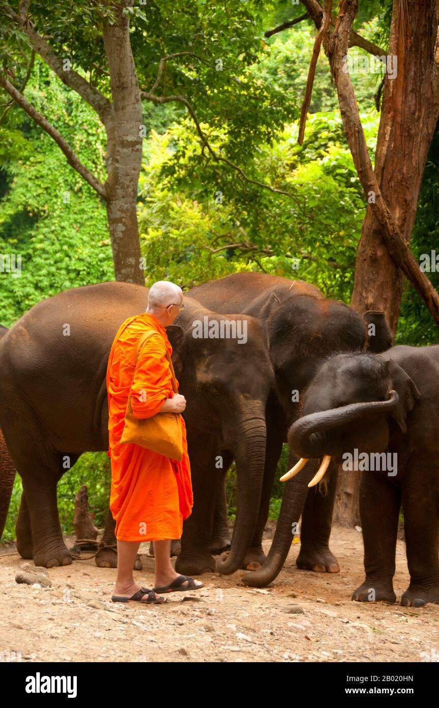 Thailand: Buddhist monk and elephants at the Patara Elephant Farm ...