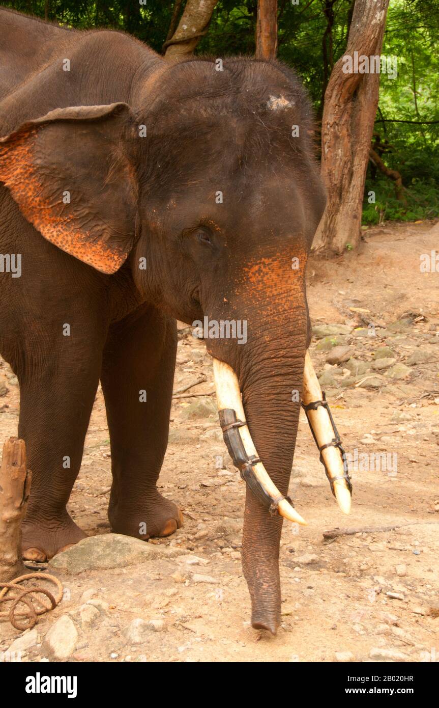 Thailand: A young male elephant with rubber tusk protectors, Patara ...