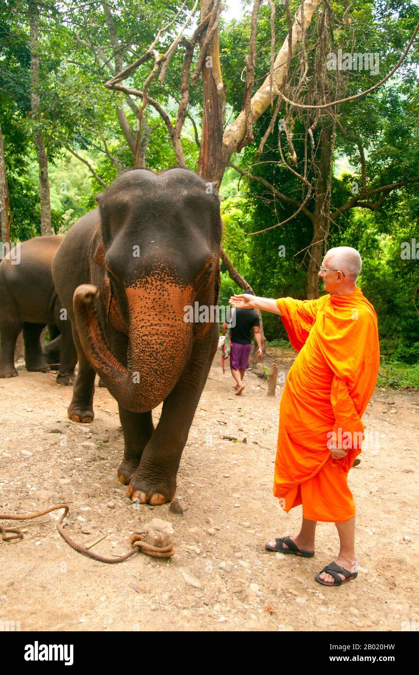 Thailand: Buddhist monk and elephant at the Patara Elephant Farm ...