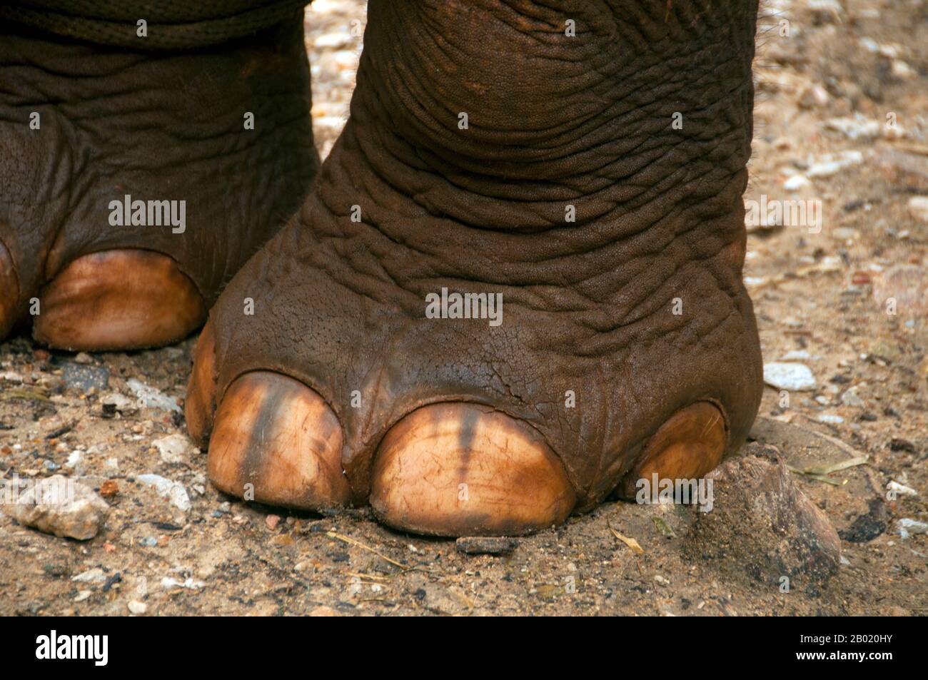 Thailand: An elephant's perfect toenails, Patara Elephant Farm, Chiang ...