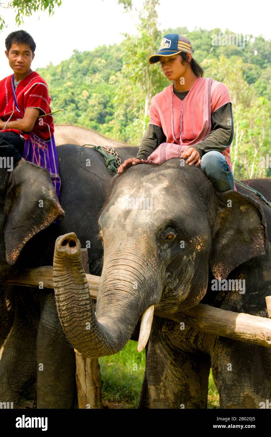 Thailand: Elephants and their Karen mahouts are a common sight ...