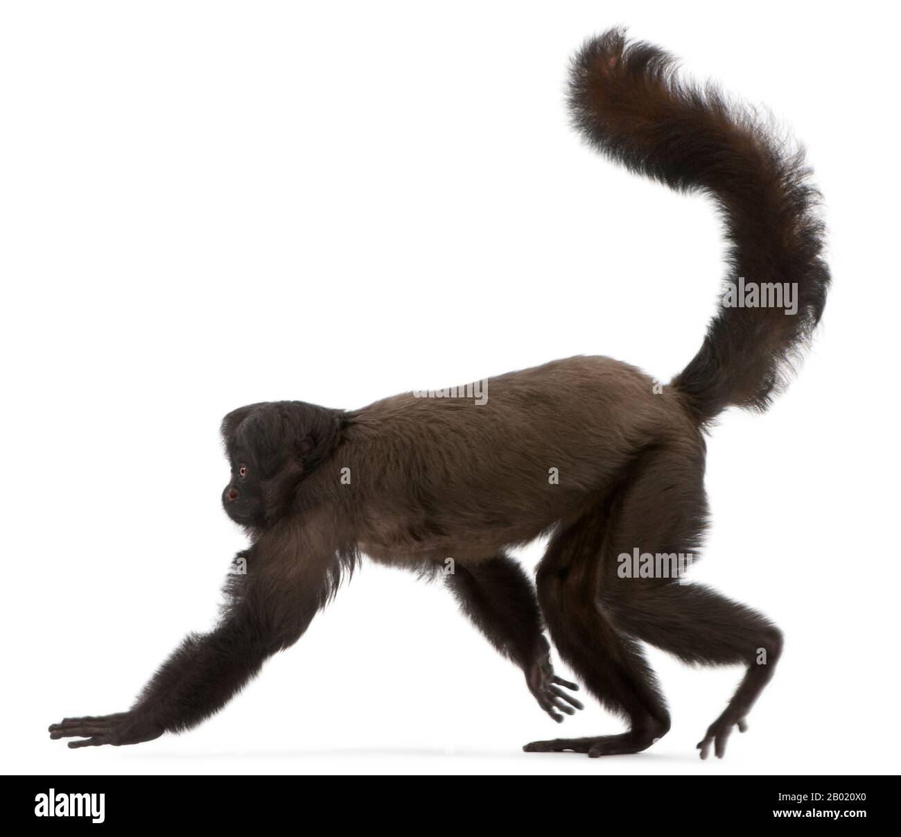 Black Bearded Saki, Chiropotes satanas, 6 years old, in front of white ...
