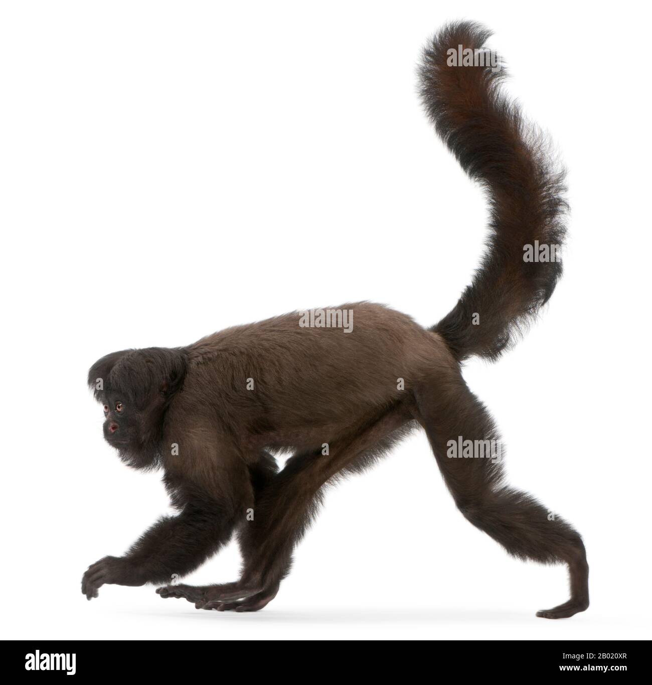 Bearded saki monkey Cut Out Stock Images & Pictures - Alamy