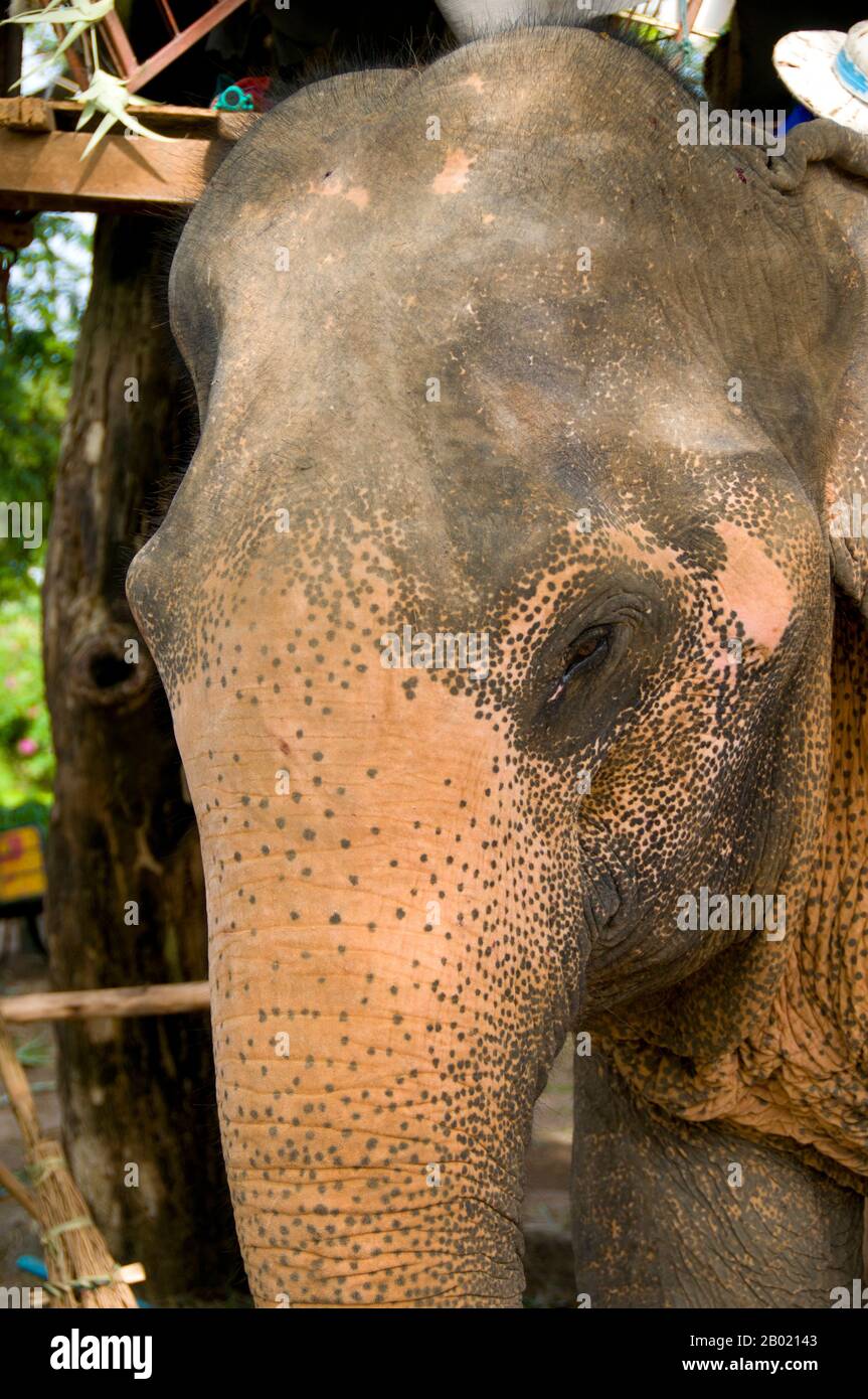 Thailand: Elephant, Pattaya Elephant Village, Chonburi Province. The ...