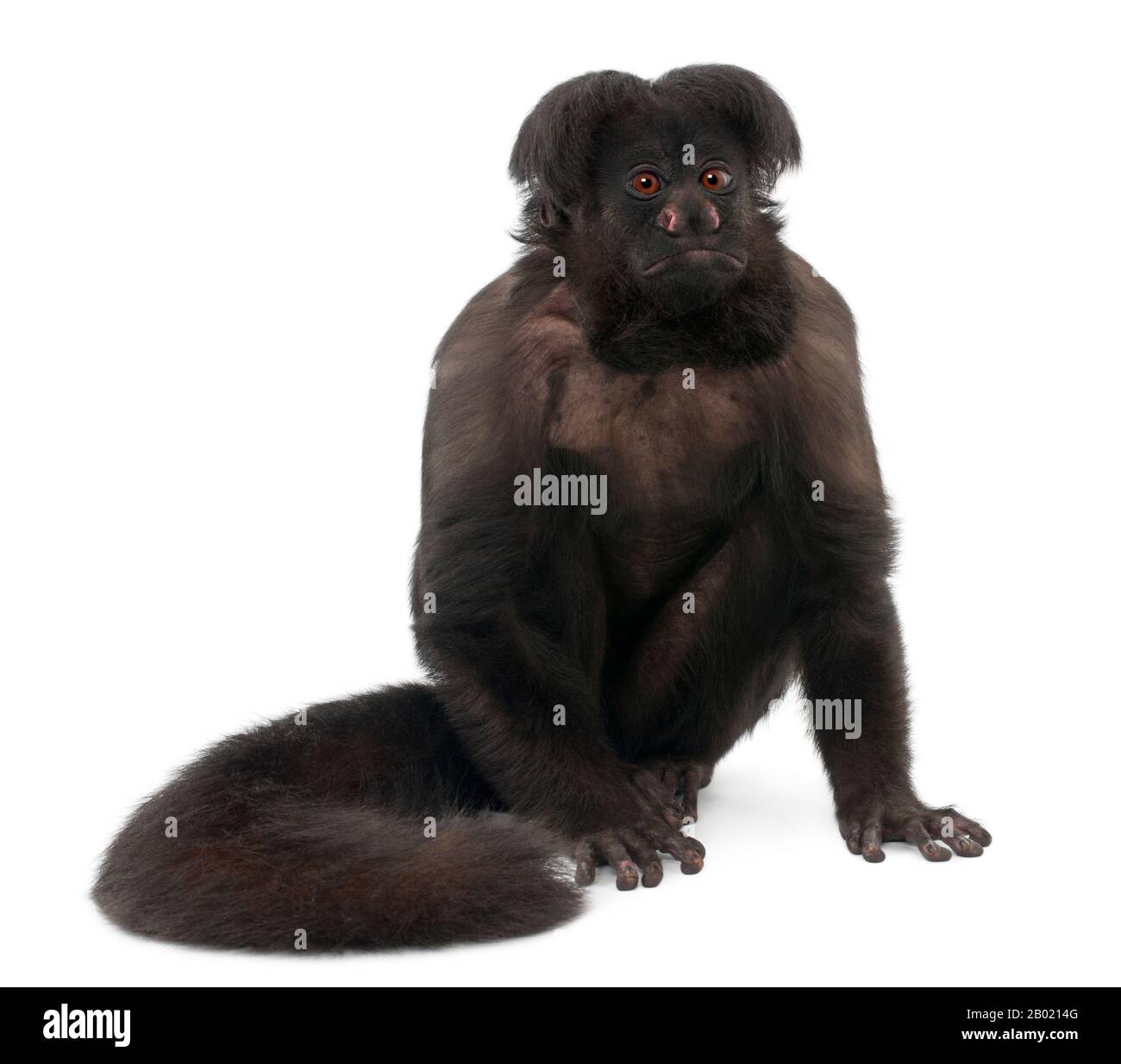 Black saki Cut Out Stock Images & Pictures - Alamy