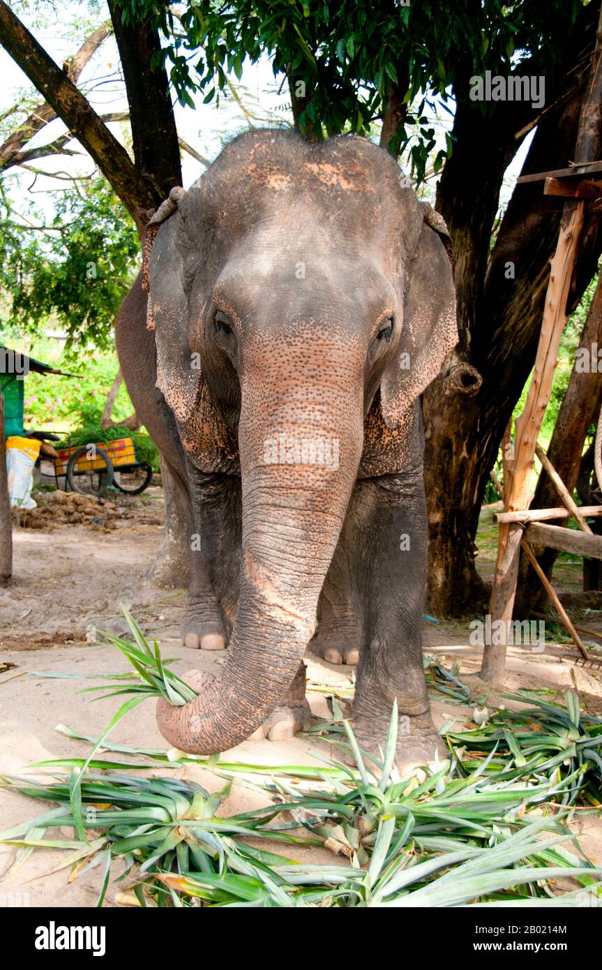 Elephas genus hi-res stock photography and images - Alamy