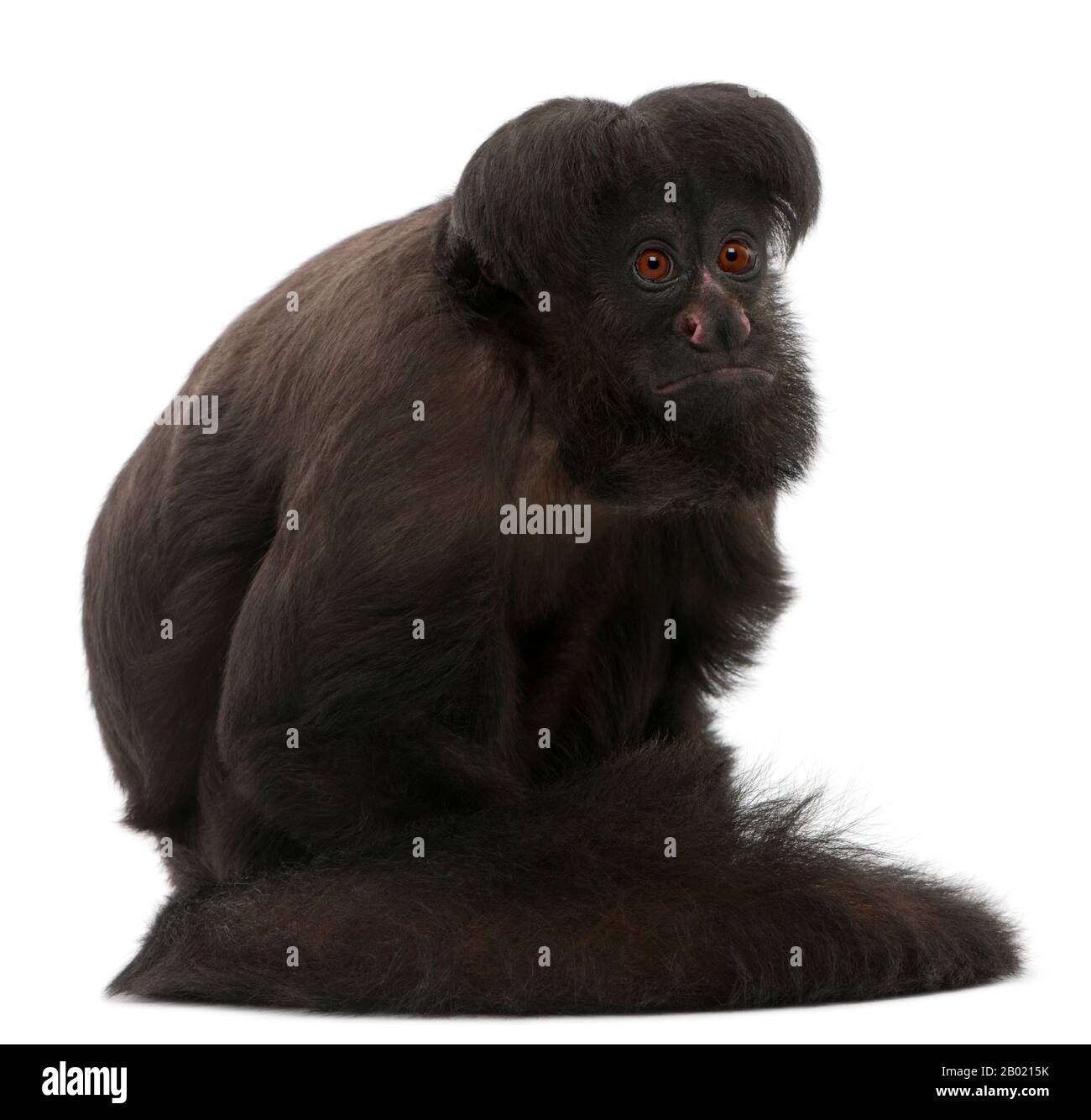 Bearded saki Cut Out Stock Images & Pictures - Alamy